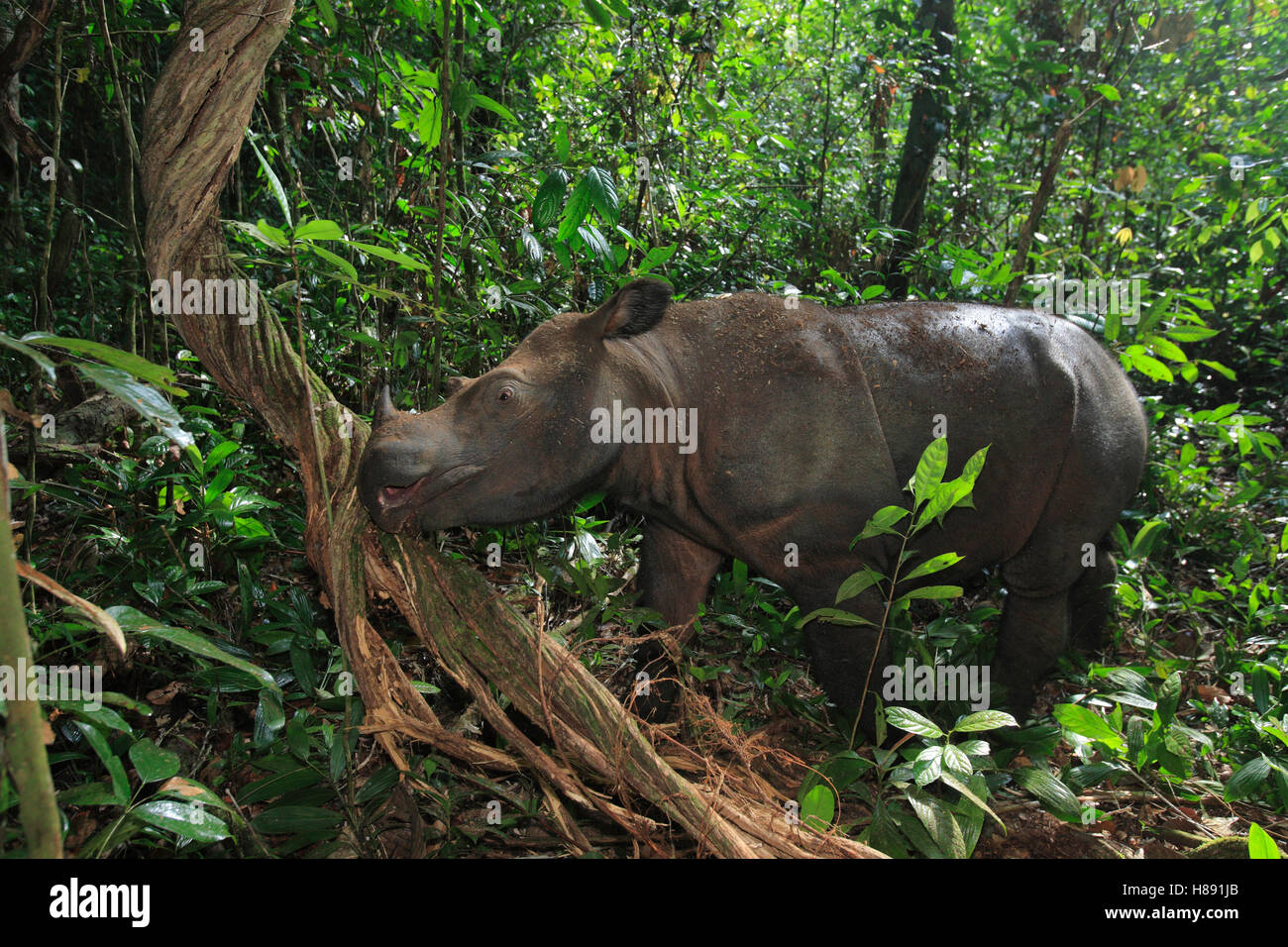Sumatran Rhinoceros (Dicerorhinus sumatrensis) female eating bark ...