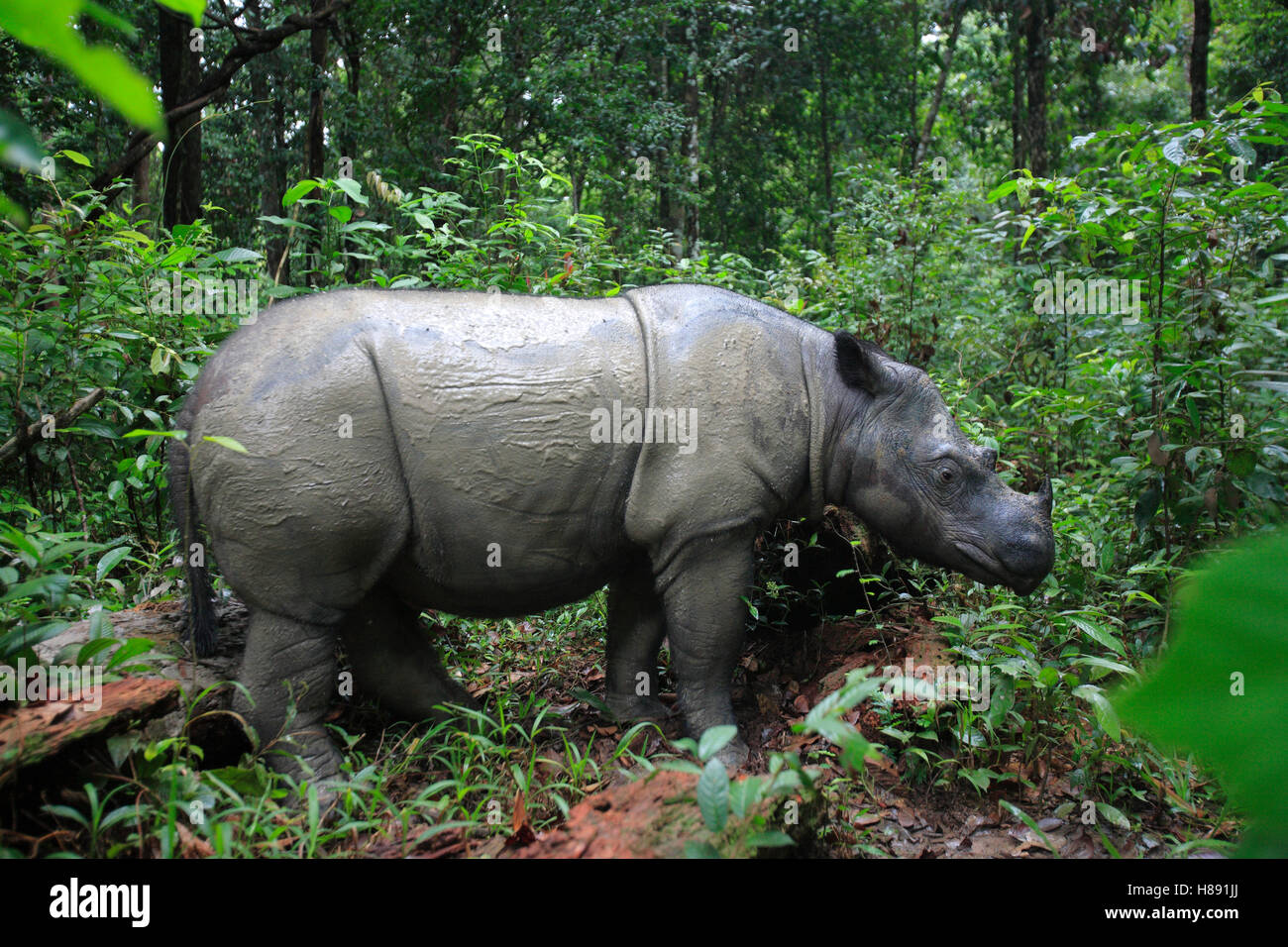 Sumatran Rhinoceros (Dicerorhinus sumatrensis) female, Sumatran Rhino ...