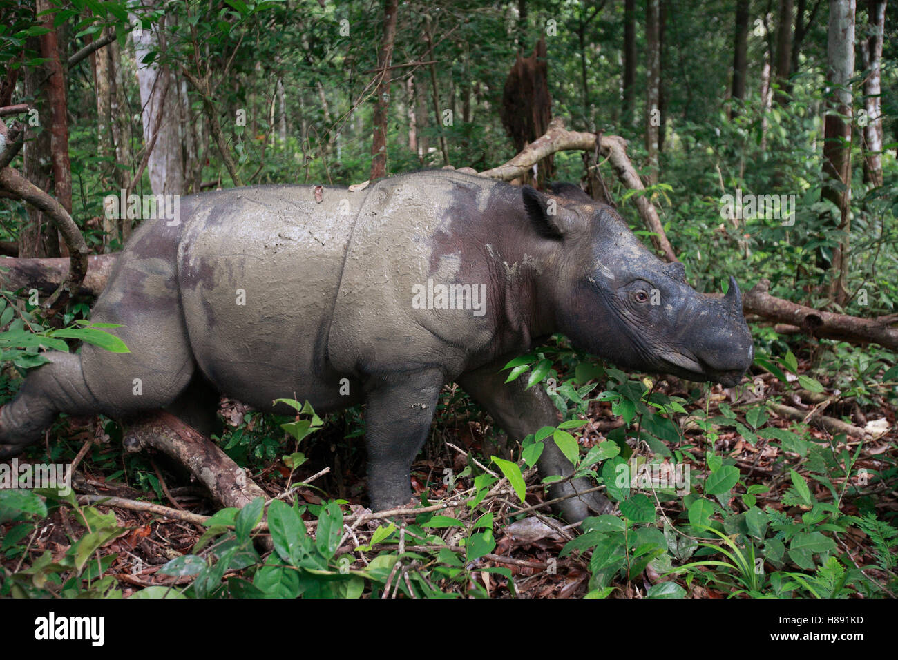 Sumatran Rhinoceros (Dicerorhinus sumatrensis) female walking, Sumatran ...