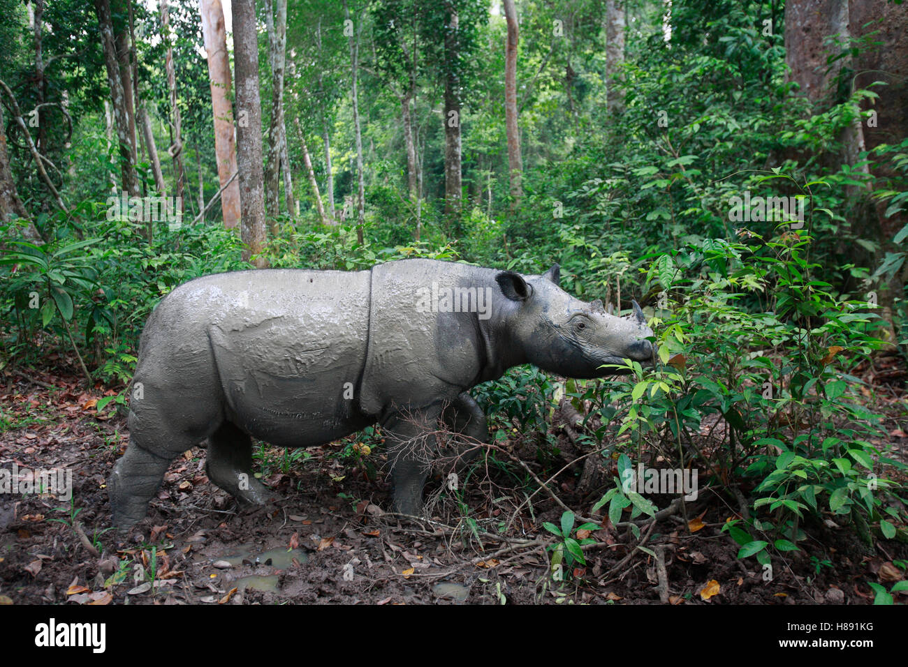 Sumatran Rhinoceros (Dicerorhinus sumatrensis) female, Sumatran Rhino ...