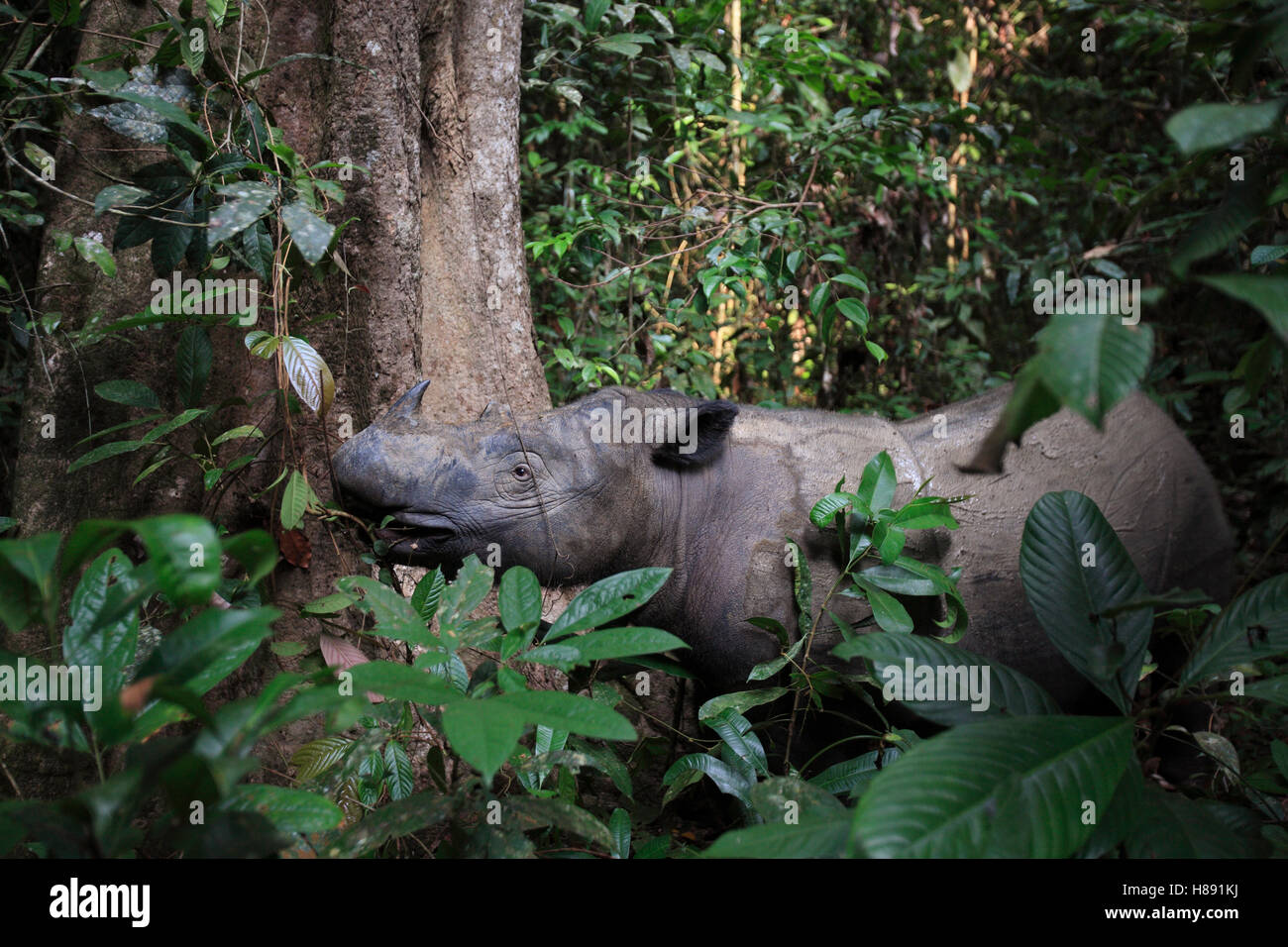 Sumatran Rhinoceros (Dicerorhinus sumatrensis) female, Sumatran Rhino ...