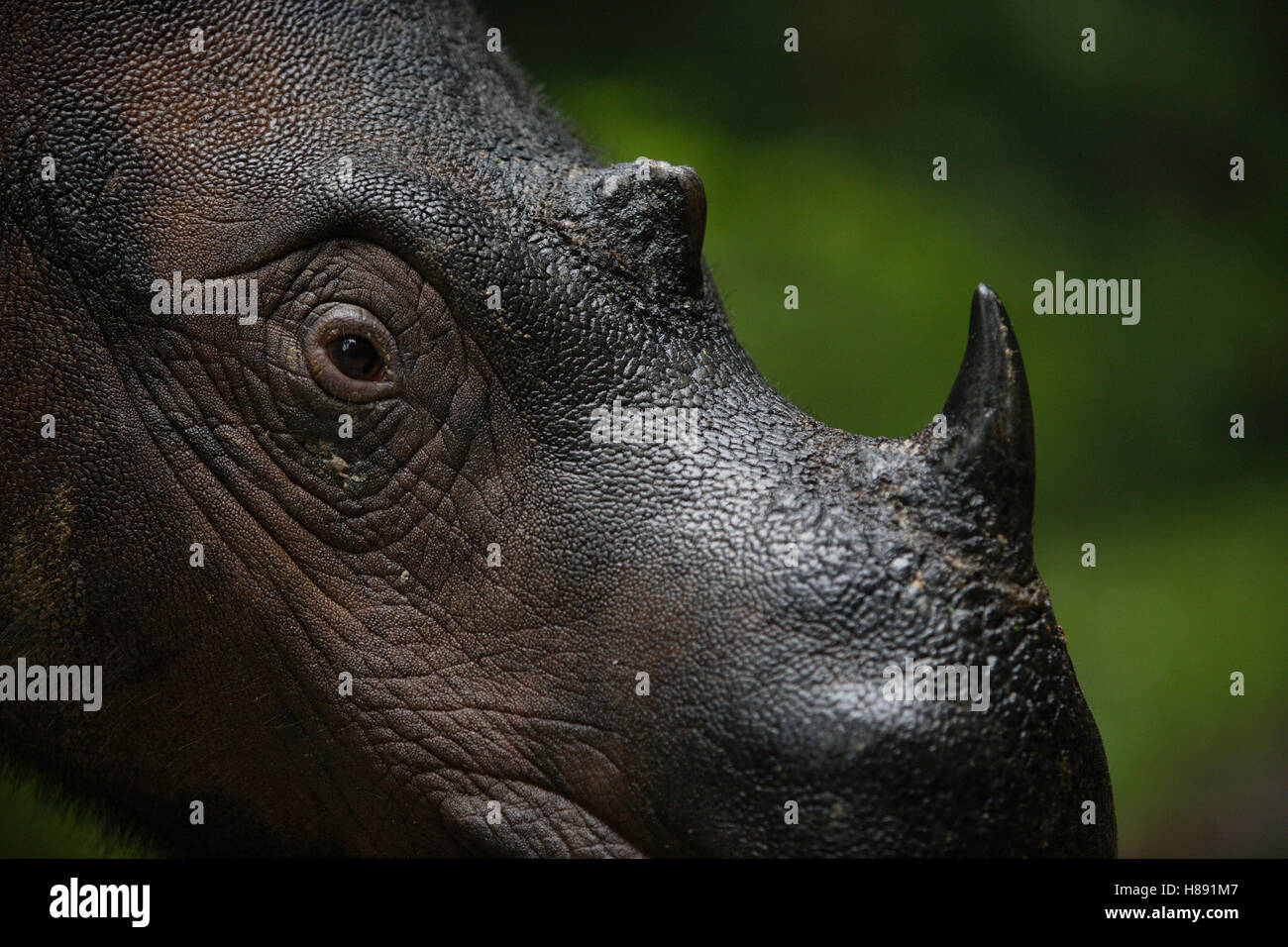 Sumatran Rhinoceros (Dicerorhinus sumatrensis) female, Sumatran Rhino ...