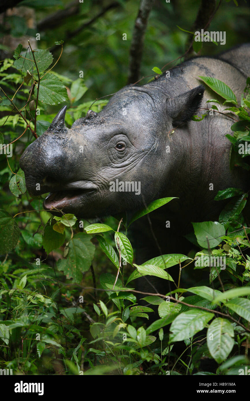 Sumatran Rhinoceros (Dicerorhinus sumatrensis) female, Sumatran Rhino ...