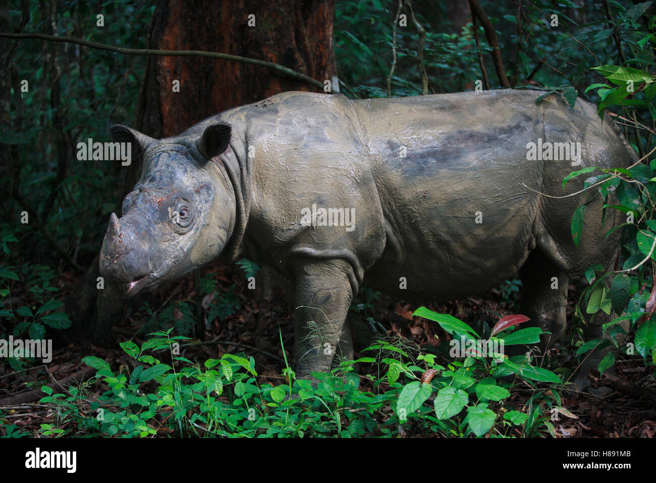 Sumatran Rhinoceros (Dicerorhinus sumatrensis) female, Sumatran Rhino ...