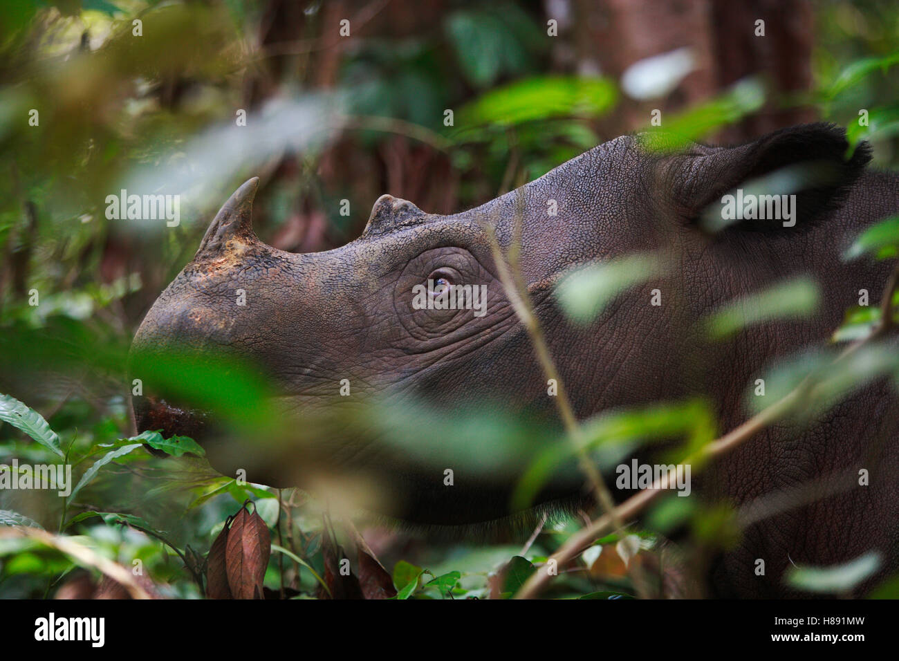 Sumatran Rhinoceros (Dicerorhinus sumatrensis) female, Sumatran Rhino ...