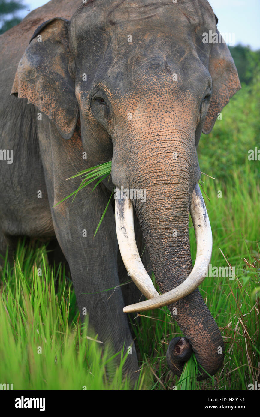 Asian Elephant (Elephas maximus) eating grass, Way Kambas National Park ...