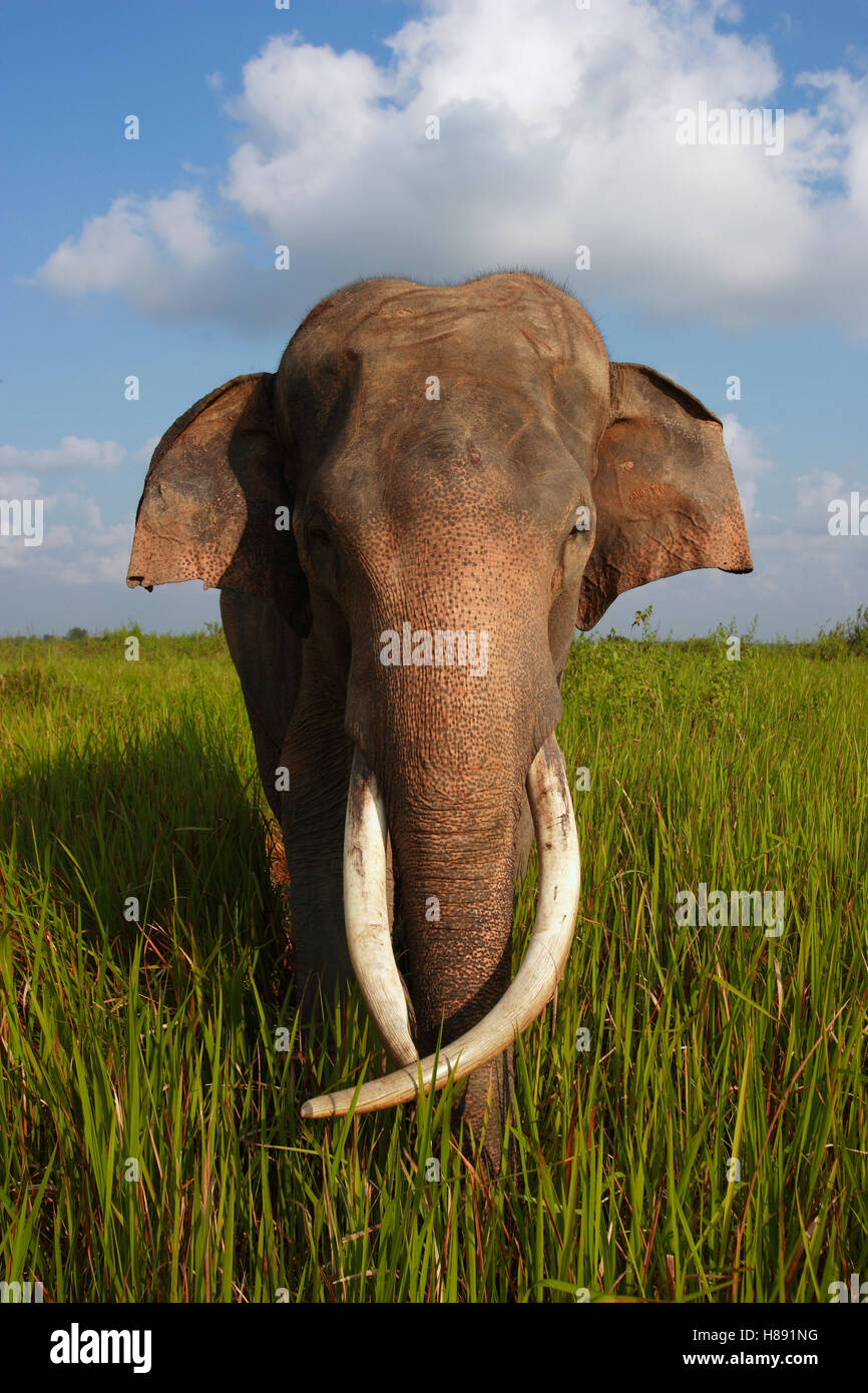 Asian Elephant (Elephas maximus), Way Kambas National Park, Sumatra ...
