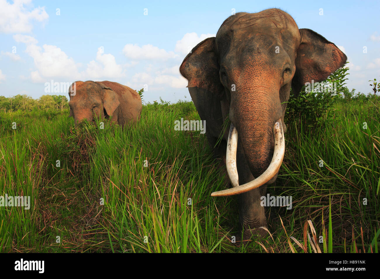 Asian Elephant (Elephas maximus) pair, Way Kambas National Park ...