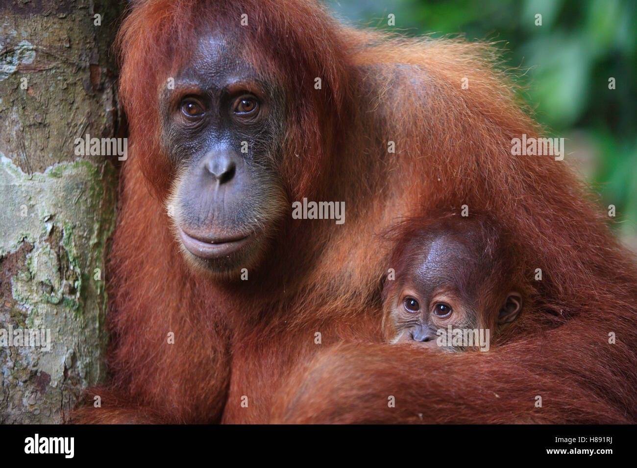 Sumatran Orangutan (Pongo abelii) baby and mother, Gunung Leuser ...