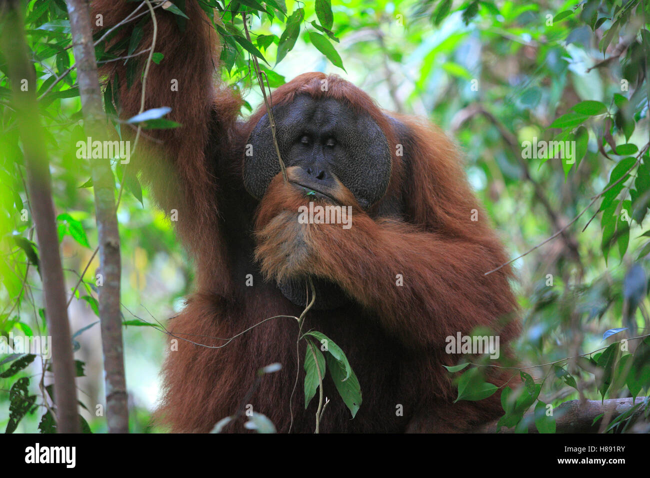 Sumatran Orangutan (Pongo abelii) male sleeping, Gunung Leuser National ...