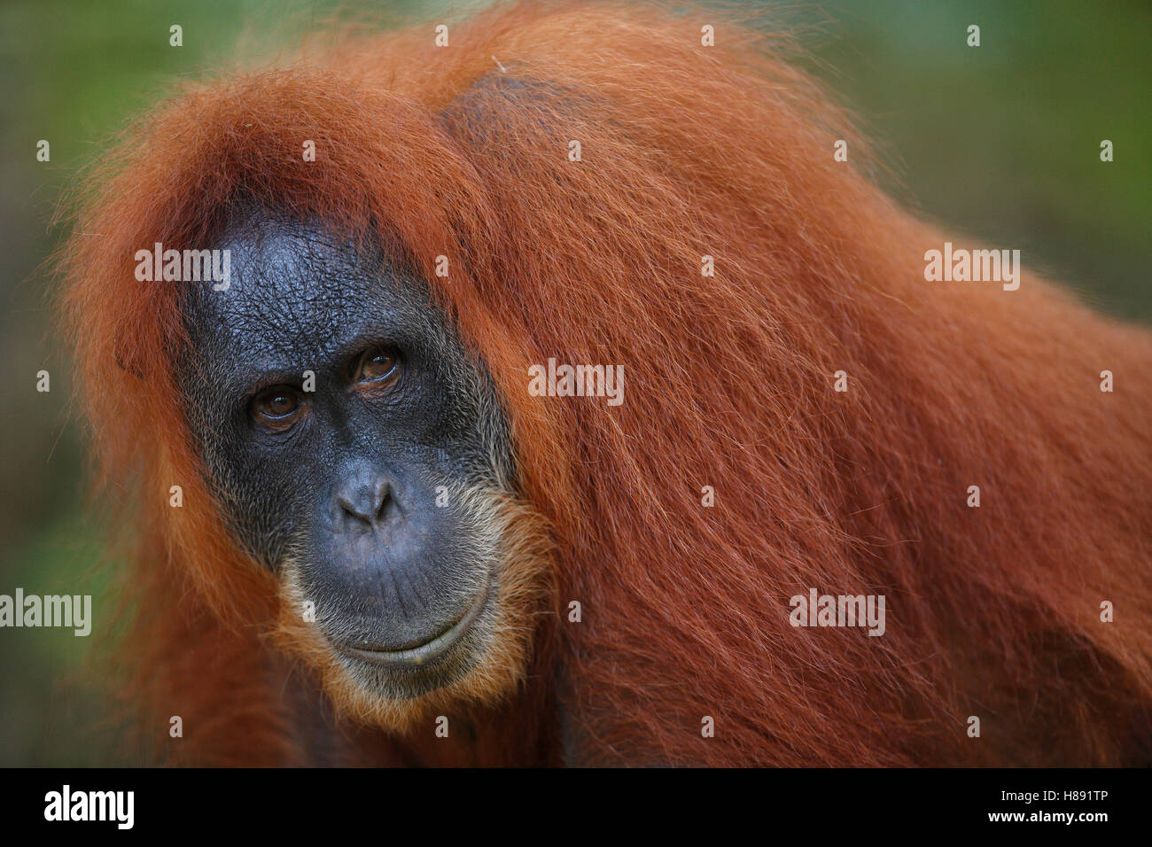 Sumatran Orangutan (Pongo abelii) male, Gunung Leuser National Park ...