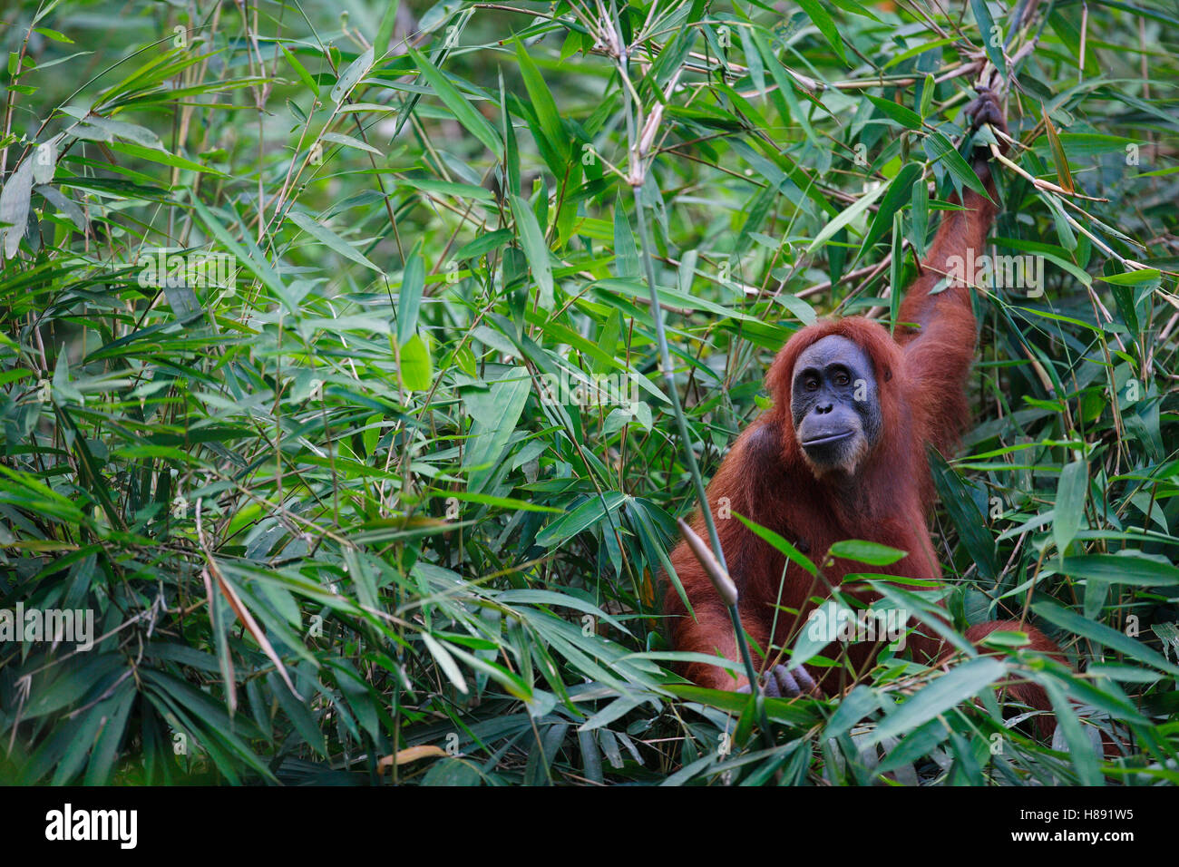Sumatran Orangutan (Pongo abelii) in bamboo forest, Gunung Leuser ...
