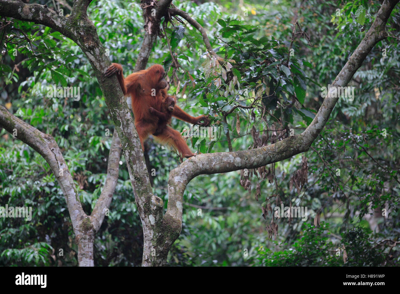 Sumatran Orangutan (Pongo abelii) mother and young, Gunung Leuser ...
