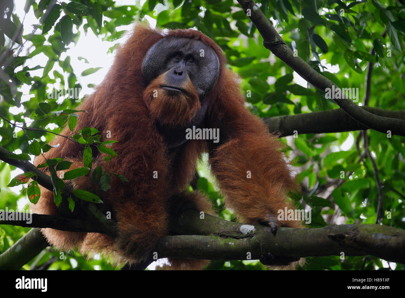 Sumatran Orangutan (Pongo abelii) male, Gunung Leuser National Park ...