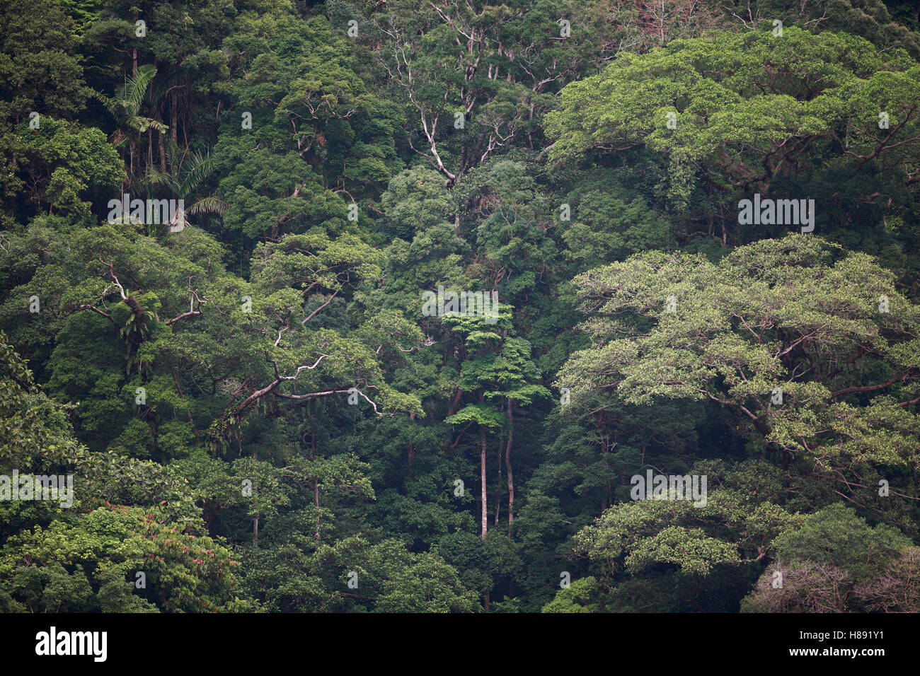 Tropical forest around Maninjau Lake, Sumatra, Indonesia Stock Photo ...