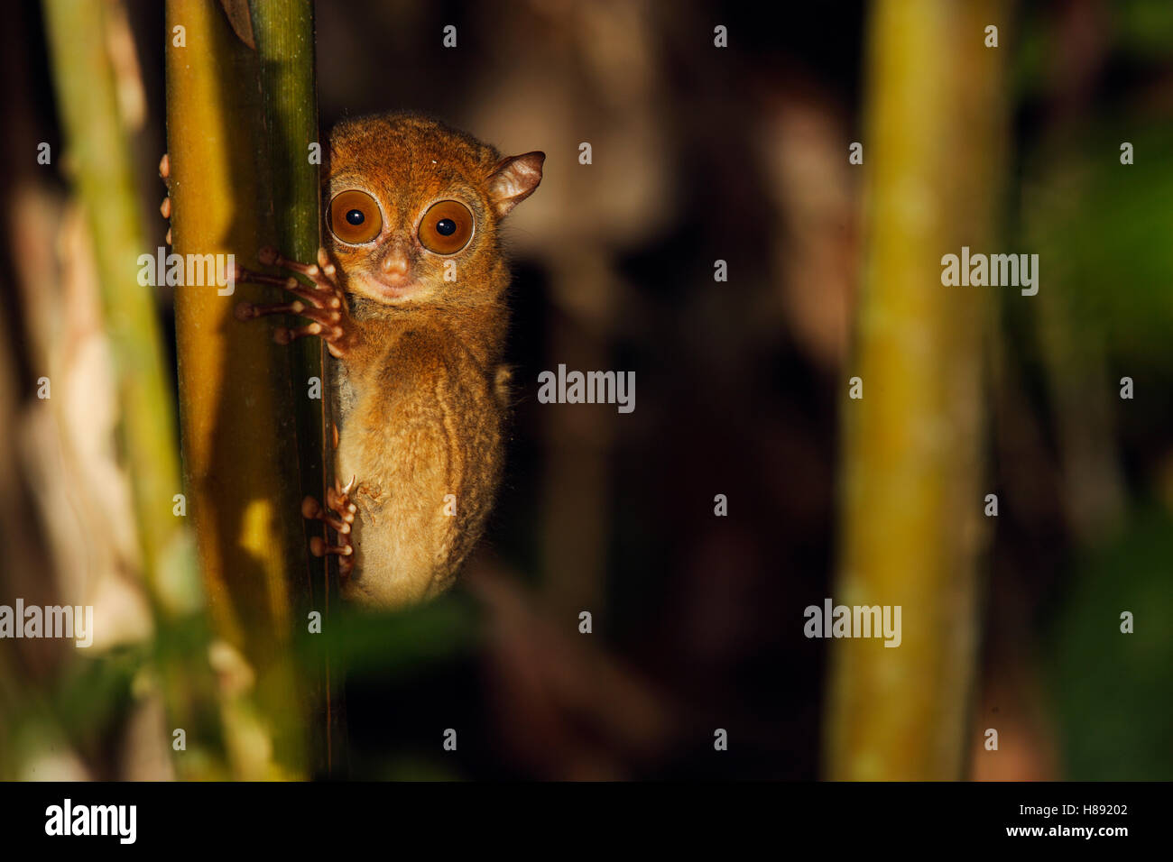 Western Tarsier (Tarsius bancanus), Bukit Barisan Selatan National Park ...