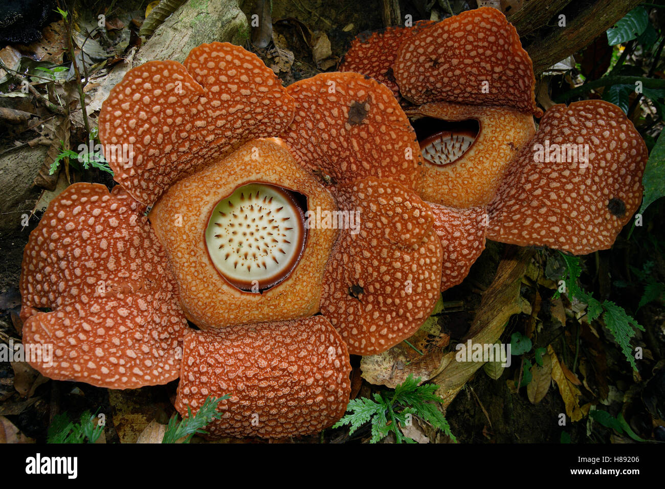 Rafflesia (Rafflesia arnoldii) flowers, Bukit Barisan Selatan National ...