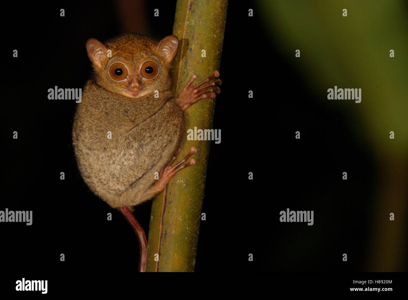 Western Tarsier (Tarsius bancanus), Bukit Barisan Selatan National Park ...