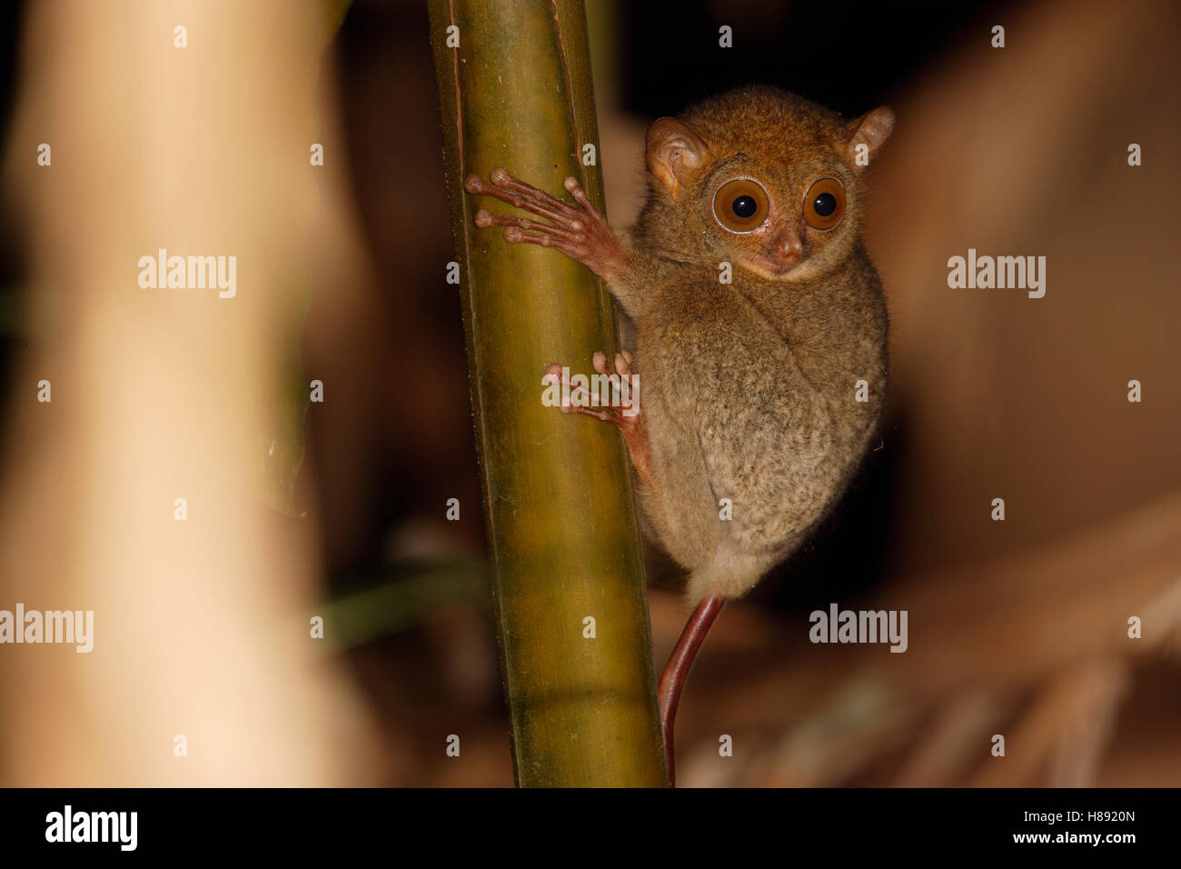 Western Tarsier (Tarsius bancanus), Bukit Barisan Selatan National Park ...