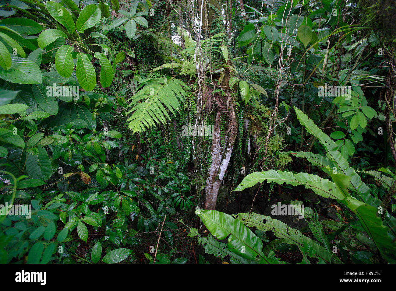 Tropical forest around Maninjau Lake, Sumatra, Indonesia Stock Photo ...