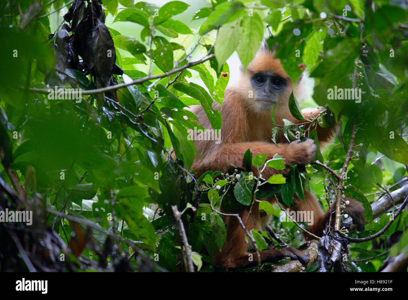 Banded Leaf Monkey (Presbytis melalophos), Maninjau Lake, Indonesia ...