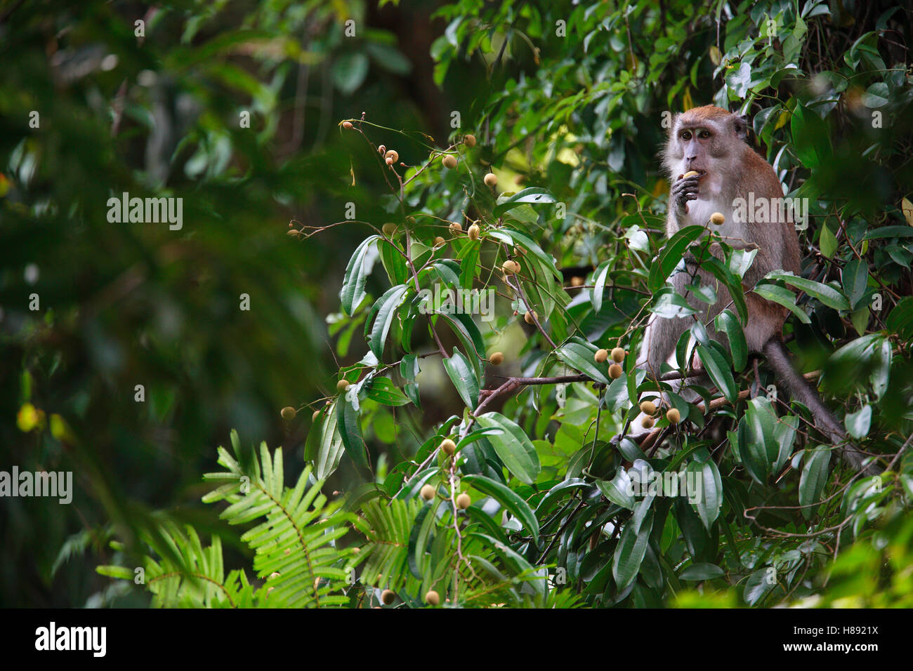 Long-tailed Macaque (Macaca fascicularis) eating fruit, Gunung Leuser ...