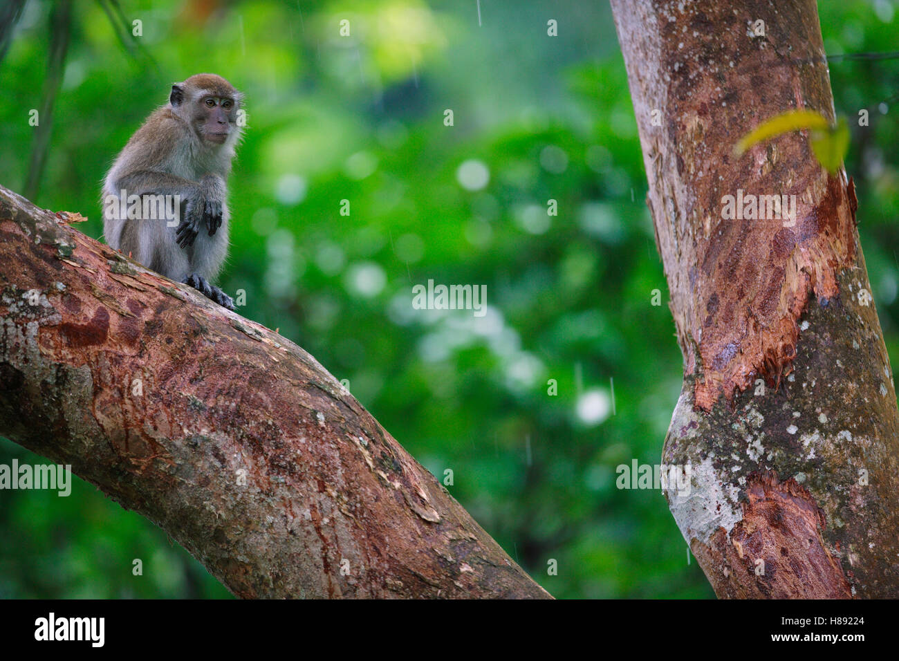Long-tailed Macaque (Macaca fascicularis), Gunung Leuser National Park ...