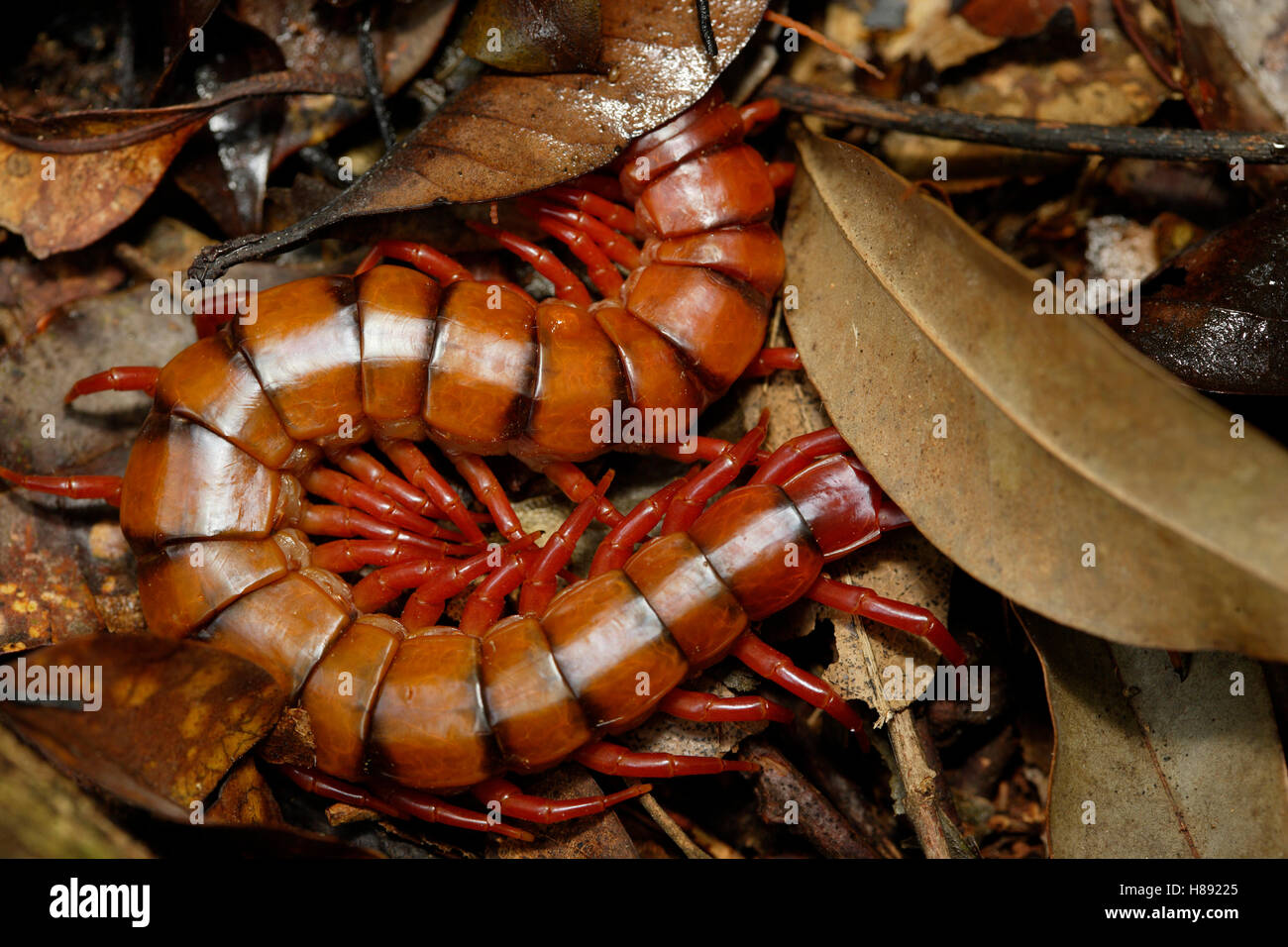 Centipede in leaf litter, Gunung Leuser National Park, Sumatra ...