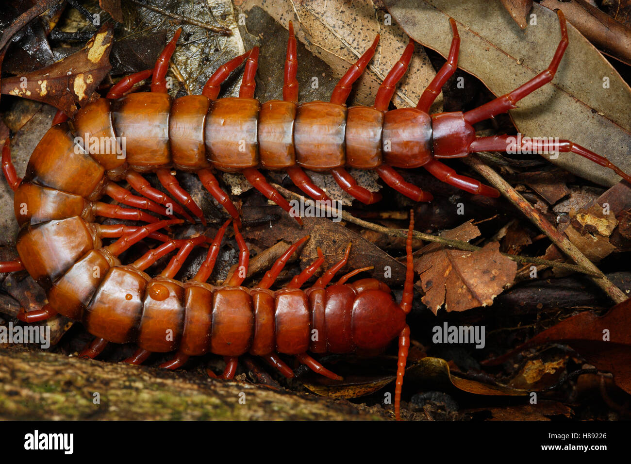 Centipede in leaf litter, Gunung Leuser National Park, Sumatra ...