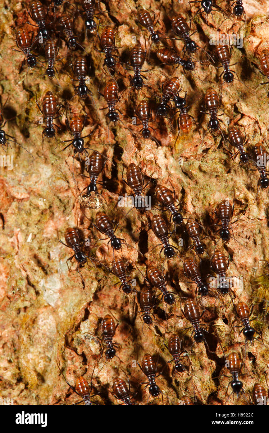 Termite group, Gunung Leuser National Park, Sumatra, Indonesia Stock ...