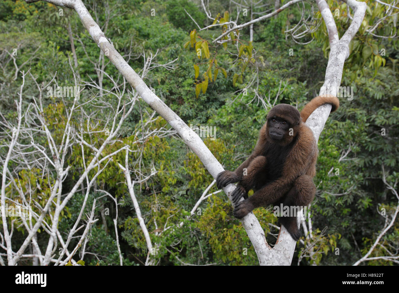Humboldt's Woolly Monkey (Lagothrix lagotricha) in canopy, Icamaperou ...