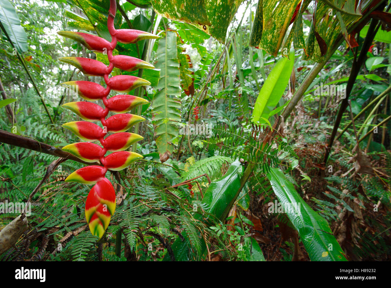 Hanging Heliconia (Heliconia rostrata) in tropical undergrowth, Peru ...