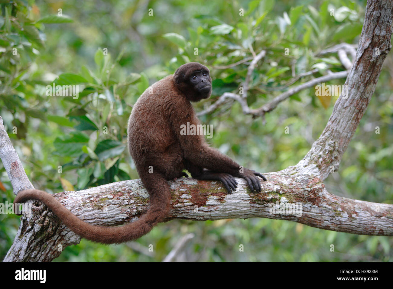 Humboldt's Woolly Monkey (Lagothrix lagothricha) sitting on branch ...