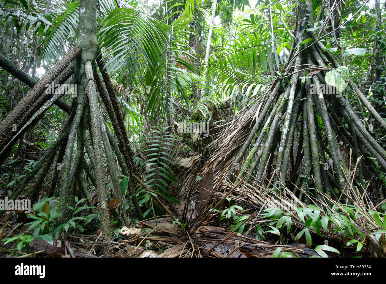 Stilt roots, typical for trees of flooding forests, Pacaya Samiria ...
