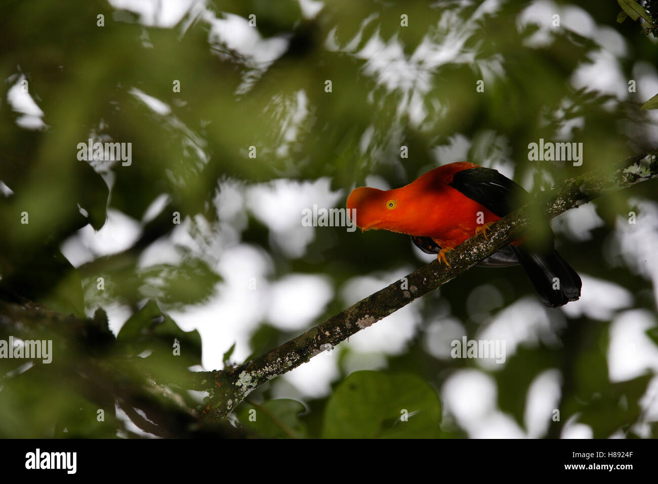 Andean Cock-of the-rock (Rupicola peruvianus) male courting, Cordillera ...