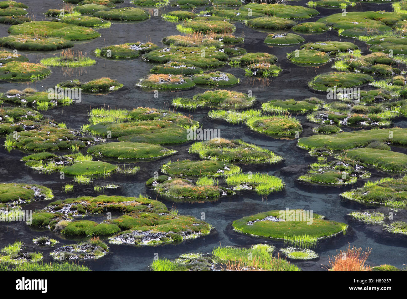 Wetland in the Altiplano, Cordillera Blanca Mountain Range, Andes, Peru ...