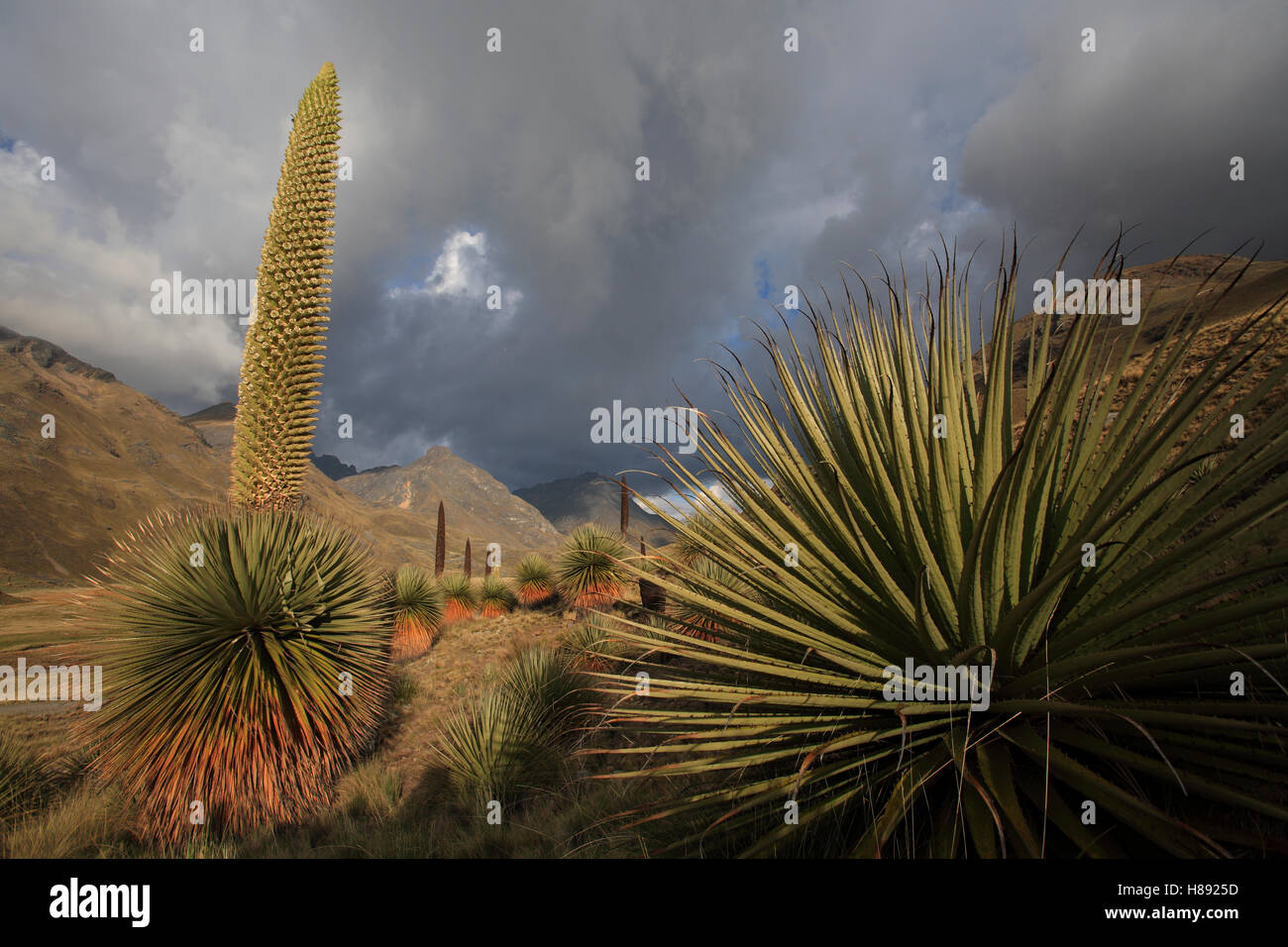 Puya (Puya raimondii) blooming in Altiplano, Cordillera Blanca Mountain ...