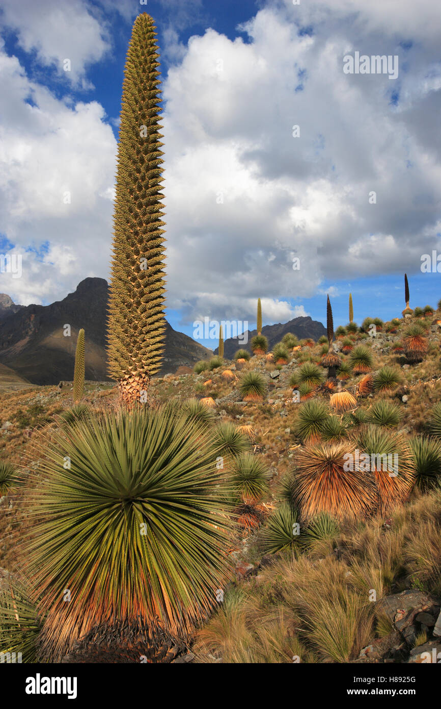 Puya (Puya raimondii) blooming in Altiplano, Cordillera Blanca Mountain ...