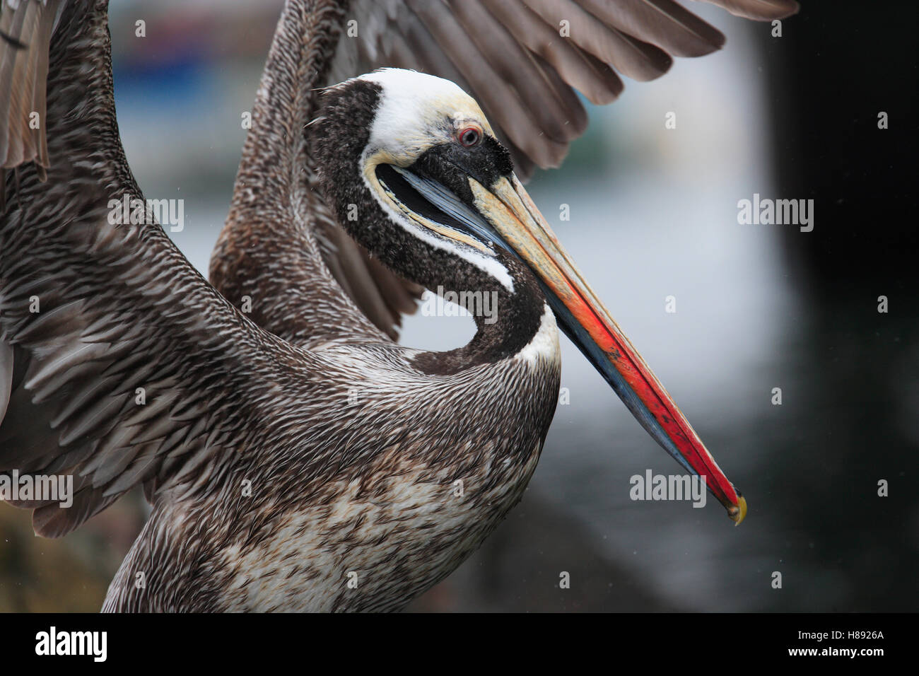 Peruvian Pelican (Pelecanus thagus) flapping wings, Peru Stock Photo ...