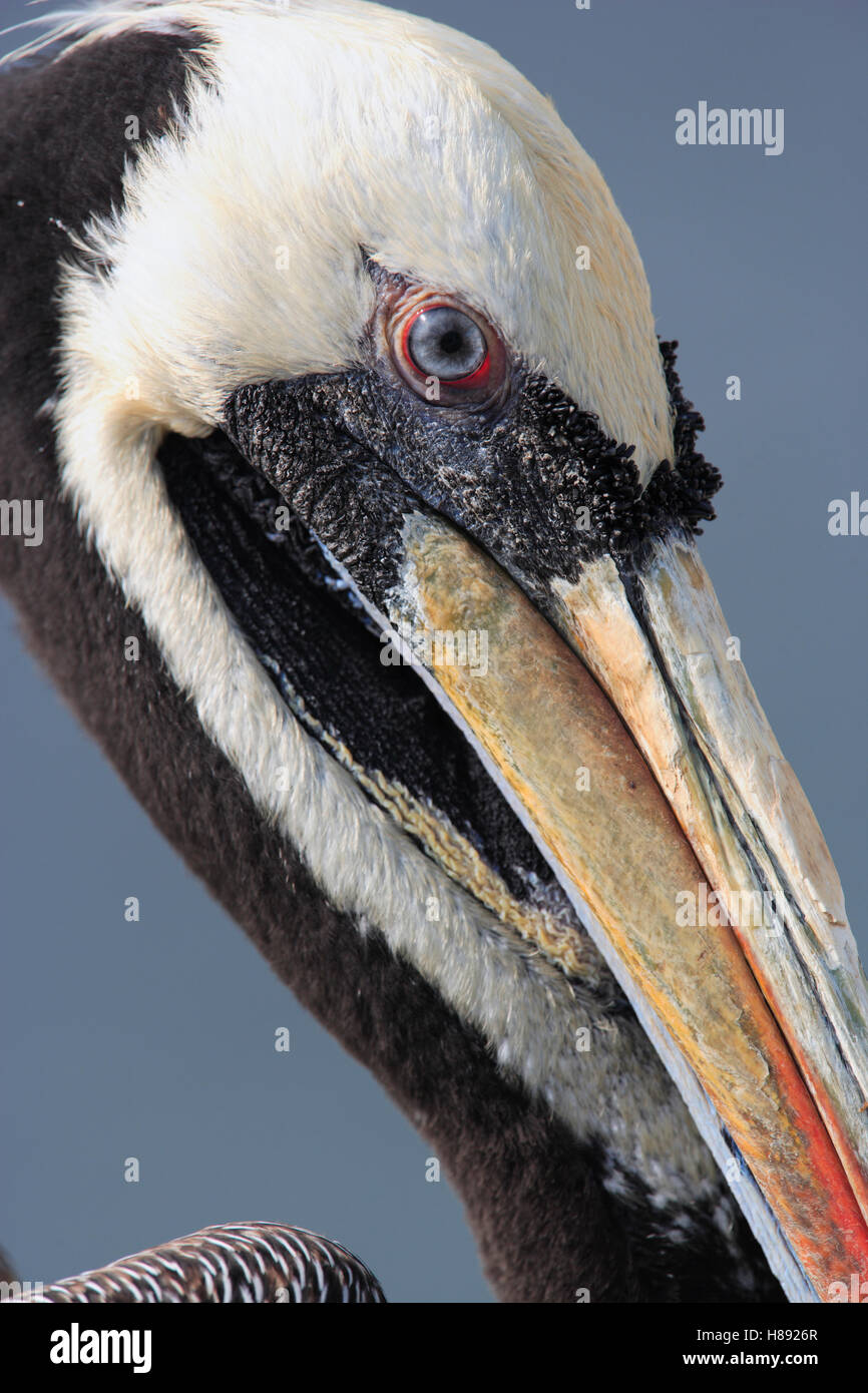 Peruvian Pelican (Pelecanus thagus) portrait, Peru Stock Photo - Alamy