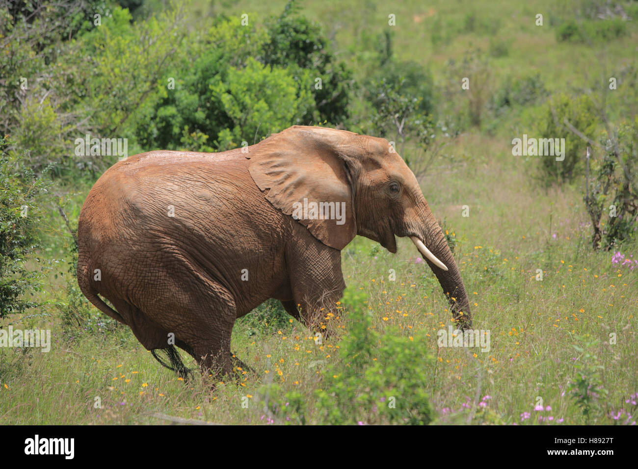African Elephant (Loxodonta africana) falling down from effects of ...