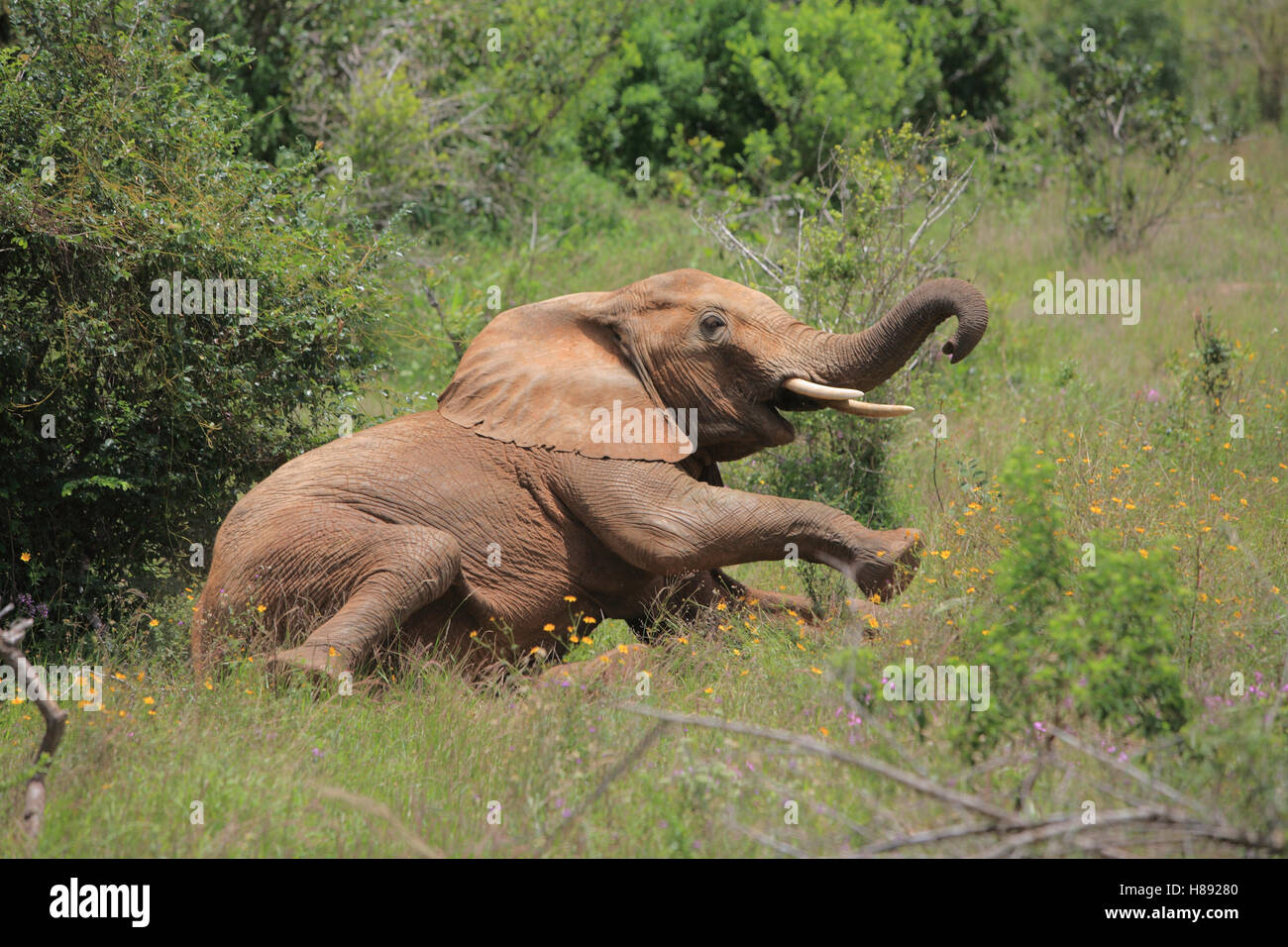 African Elephant (Loxodonta africana) falling down from effects of ...