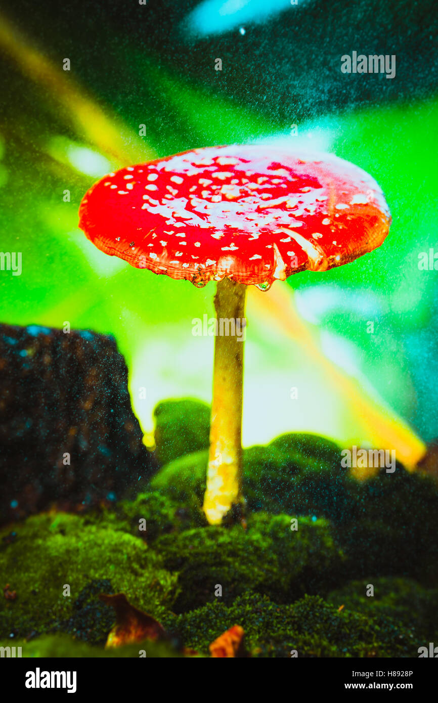 beautiful red with white spots mushroom on moss Stock Photo - Alamy