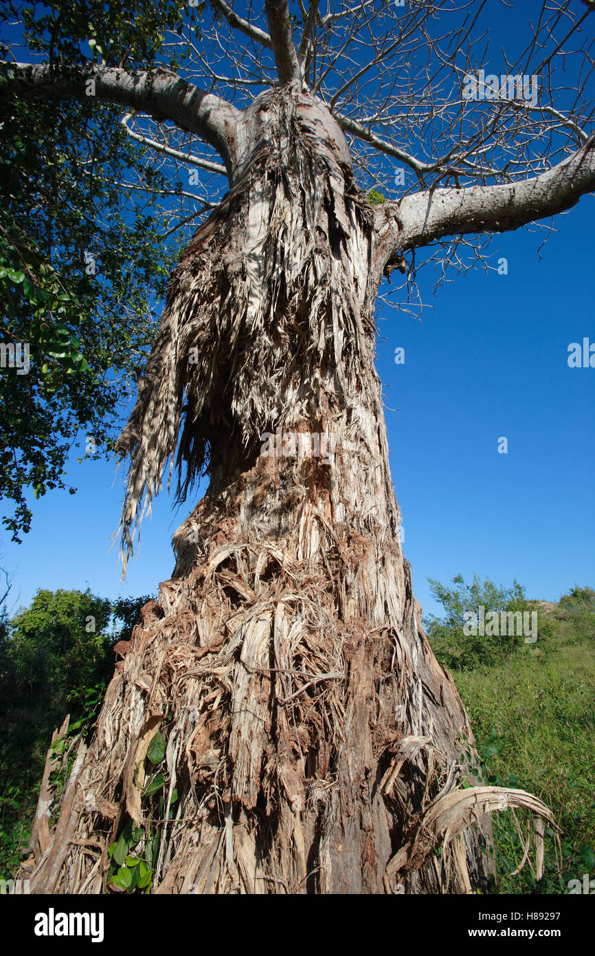 Baobab (Adansonia sp) tree eaten by African Elephants (Loxodonta ...
