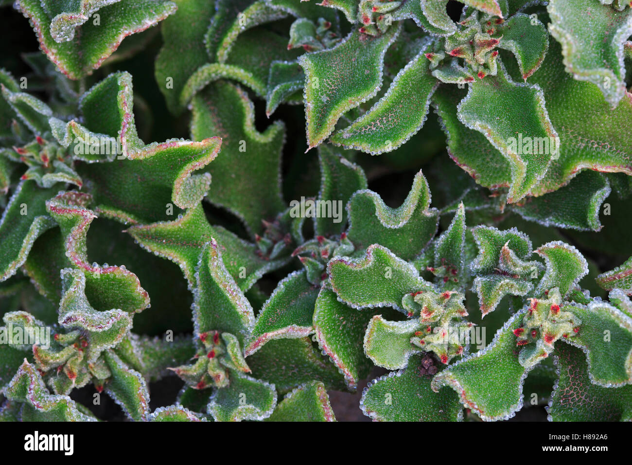 Common Iceplant (Mesembryanthemum crystallinum) covered with large ...
