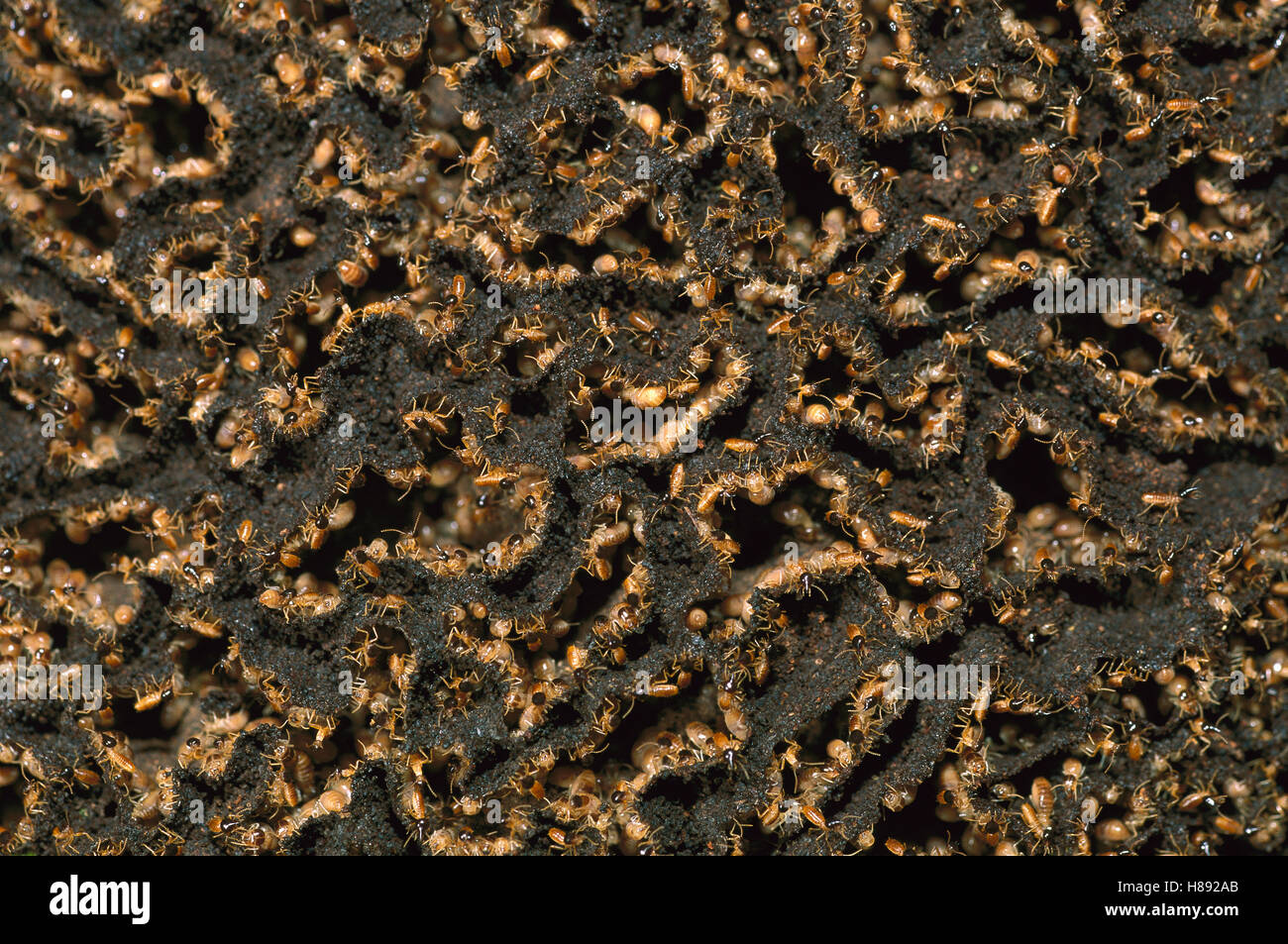 Cross section of termite nest showing active workers Stock Photo - Alamy