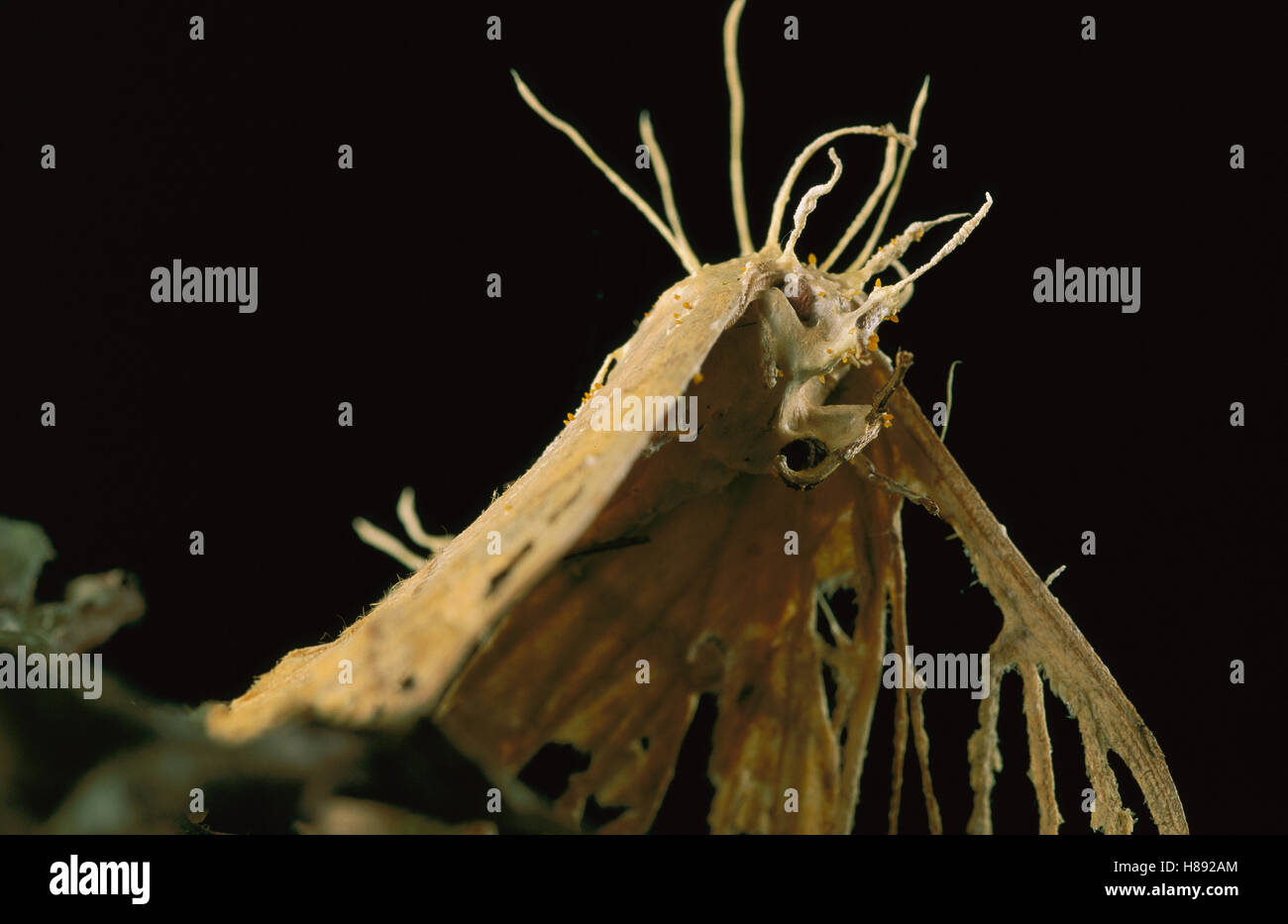 Moth infected by fungus which is now sprouting fruiting bodies, Barro ...
