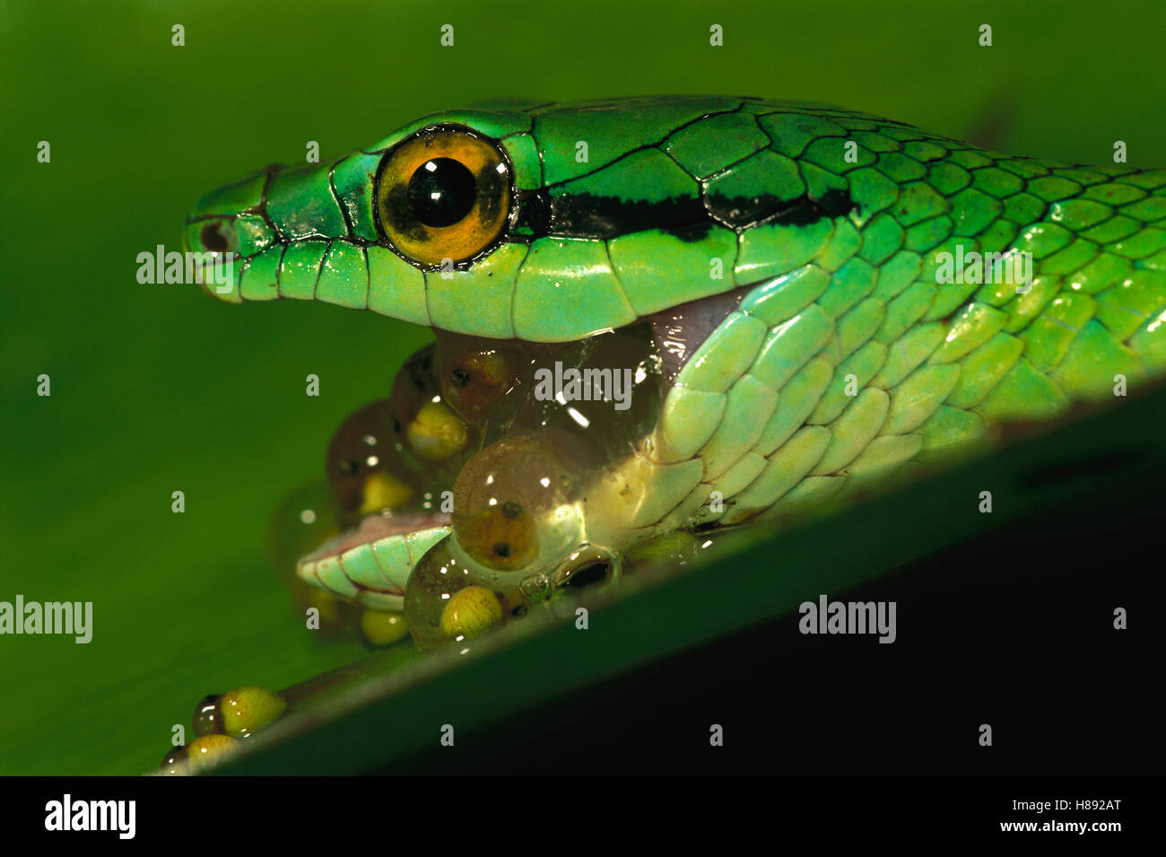 Parrot Snake (Leptophis ahaetulla) eating egg clutch of Red-eyed Tree ...