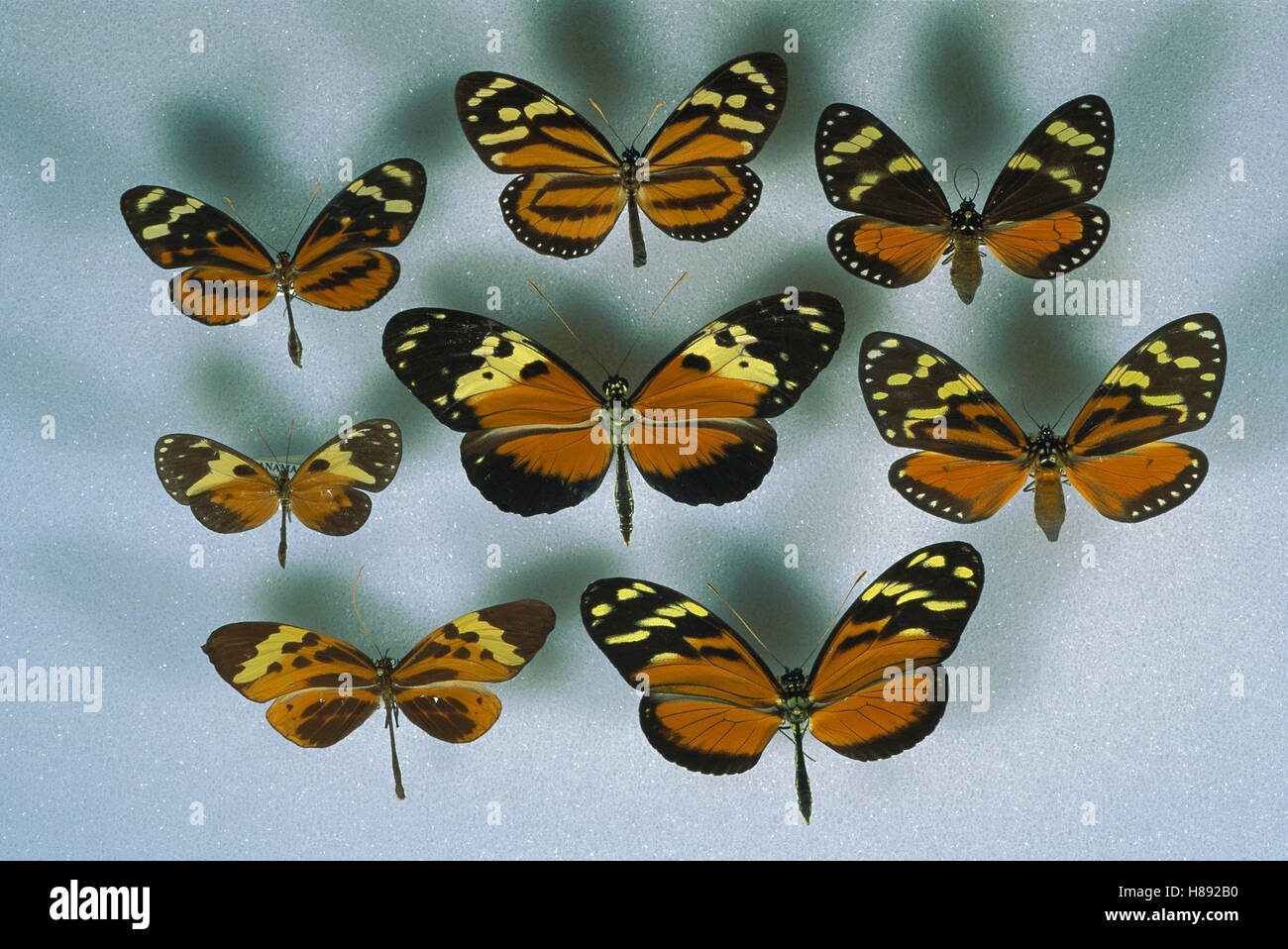 Six species of butterfly and two species of moth, all members of the ...