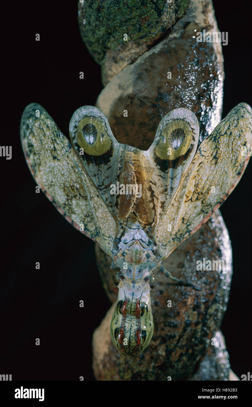 Lantern Bug (Fulgora laternaria) showing false eye spots on wings ...